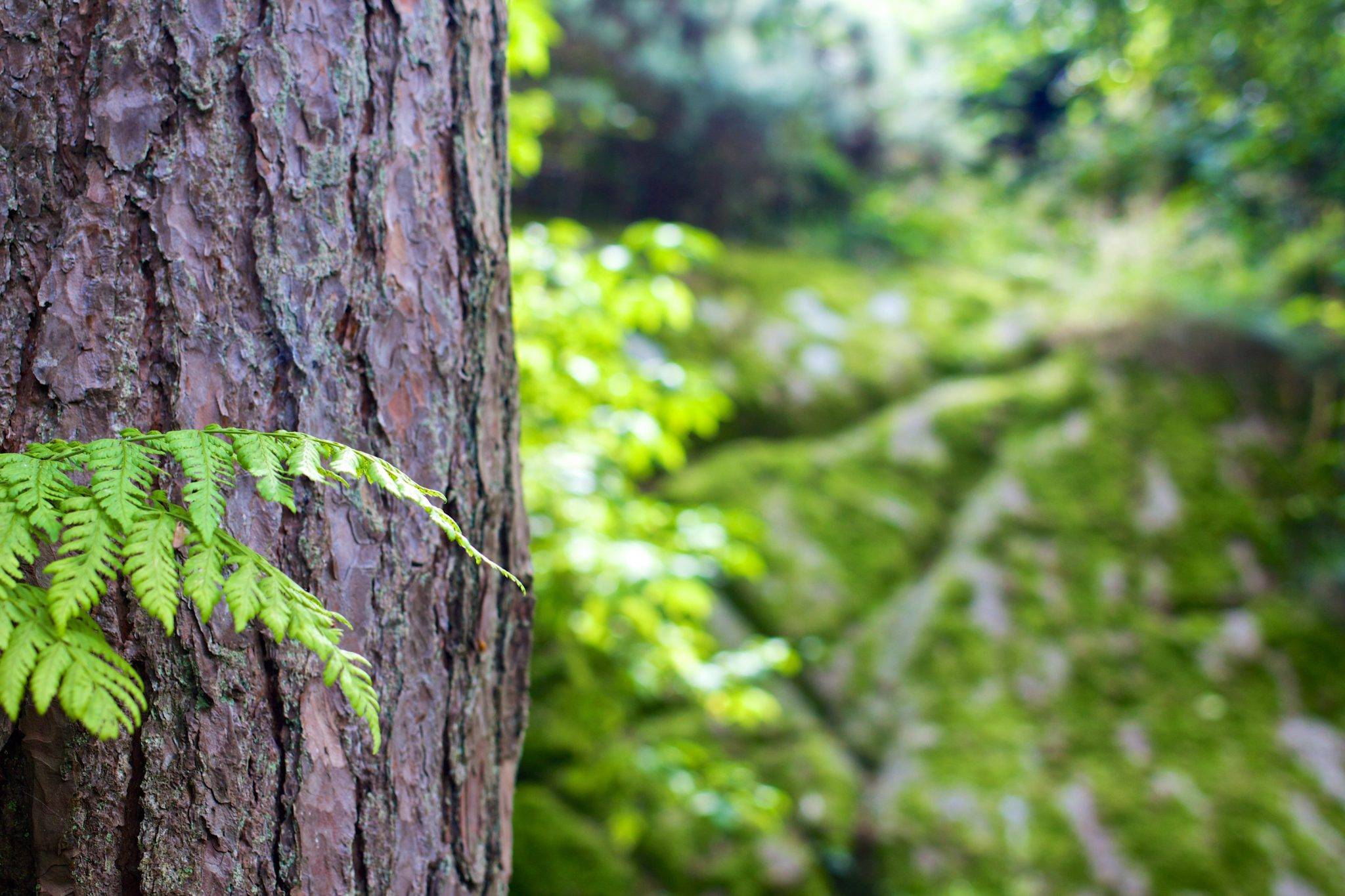 Neighbor's Tree Roots Damaging Your Property: What to Do - Neighbor Cut ... Neighbor's Tree Roots Damaging Your Property: What to Do - Neighbor Cut ...