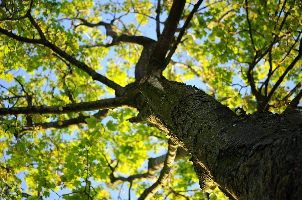 Neighbor's Tree Causing Damage to Your Roof: What to Do - Neighbor Cut ... Neighbor's Tree Causing Damage to Your Roof: What to Do - Neighbor Cut ...