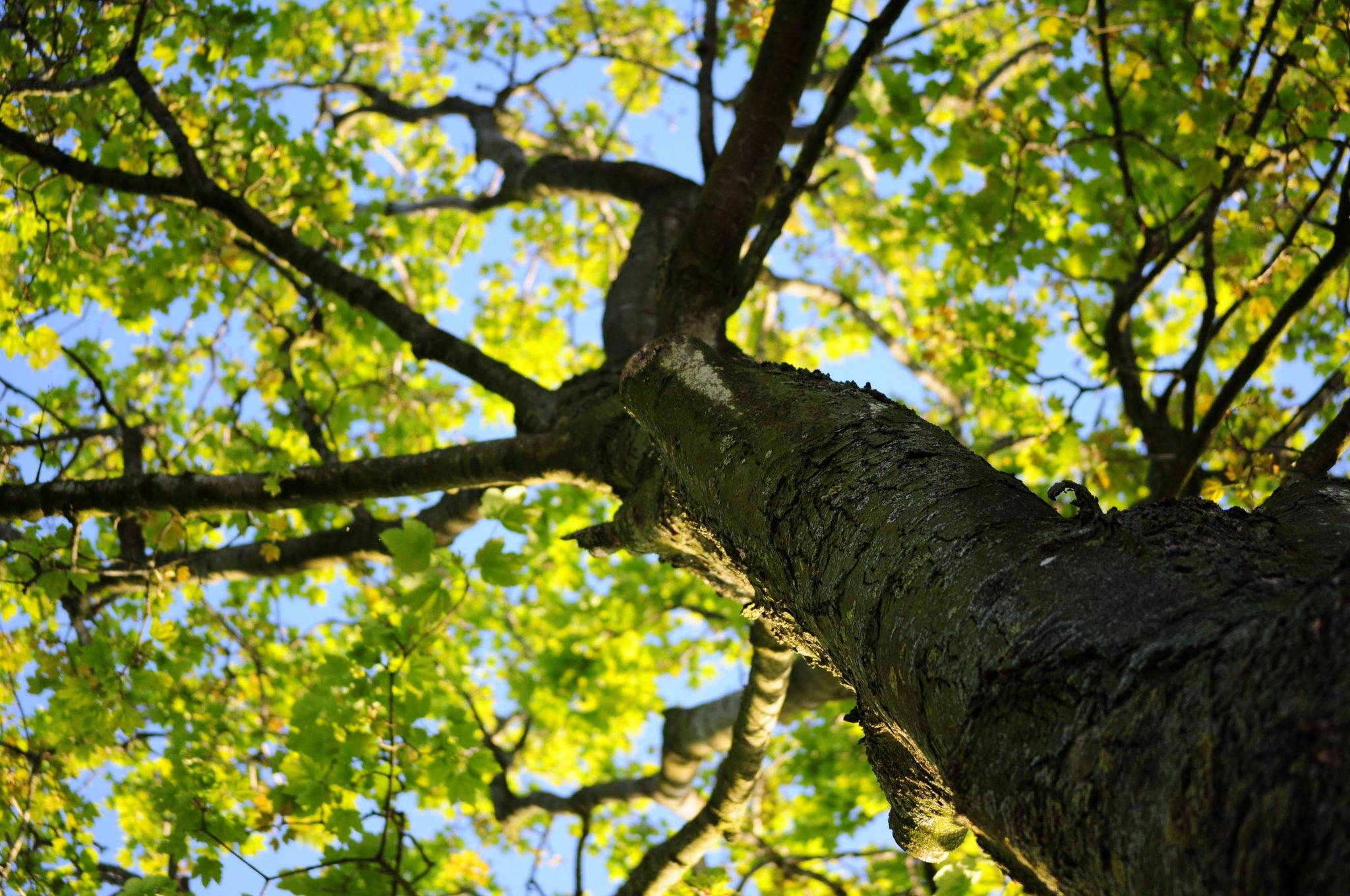 Sample Letter To Neighbor About Tree - Neighbor Cut Down My Tree