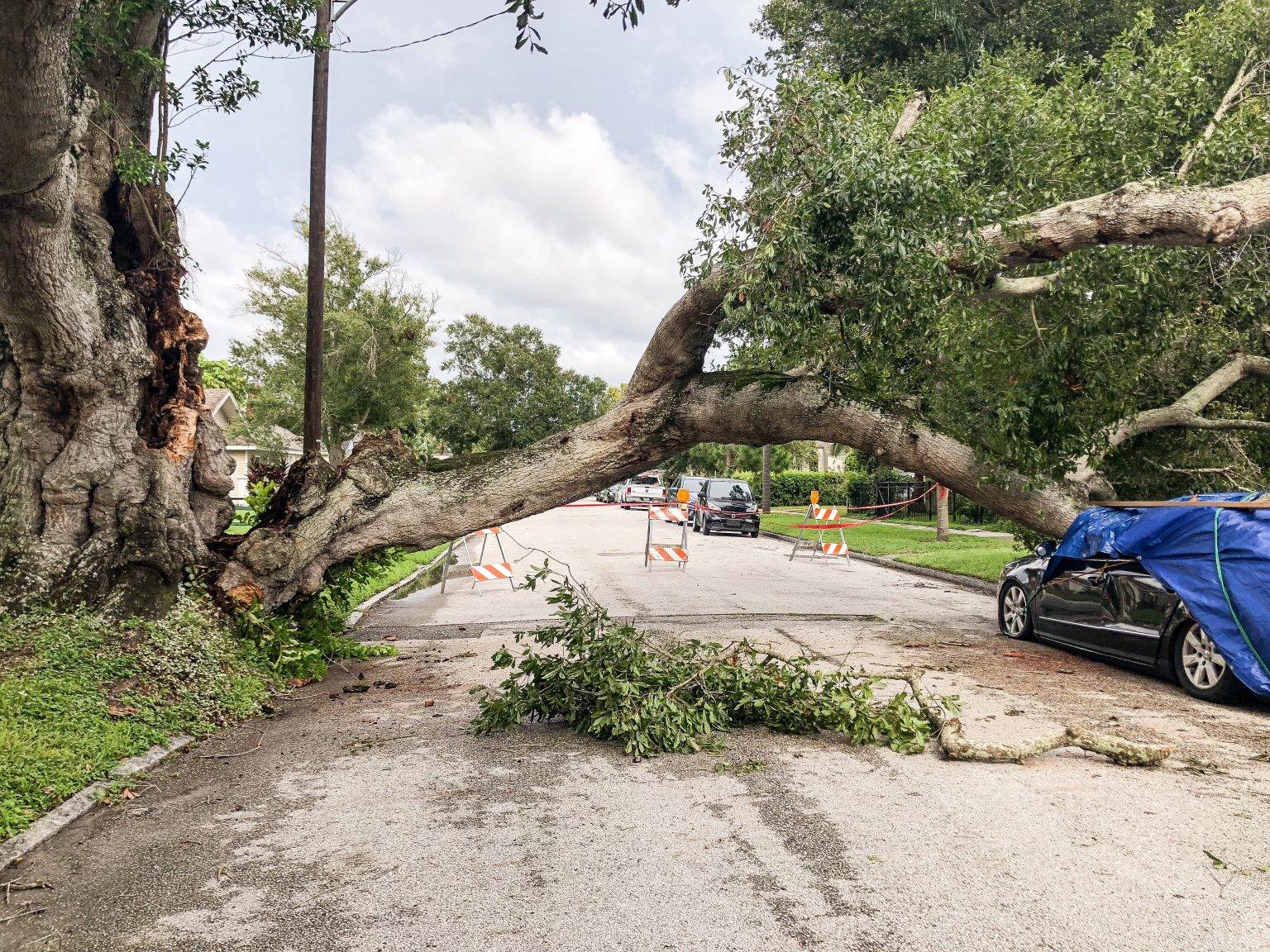 Sample Letter To Neighbor About Tree - Neighbor Cut Down My Tree