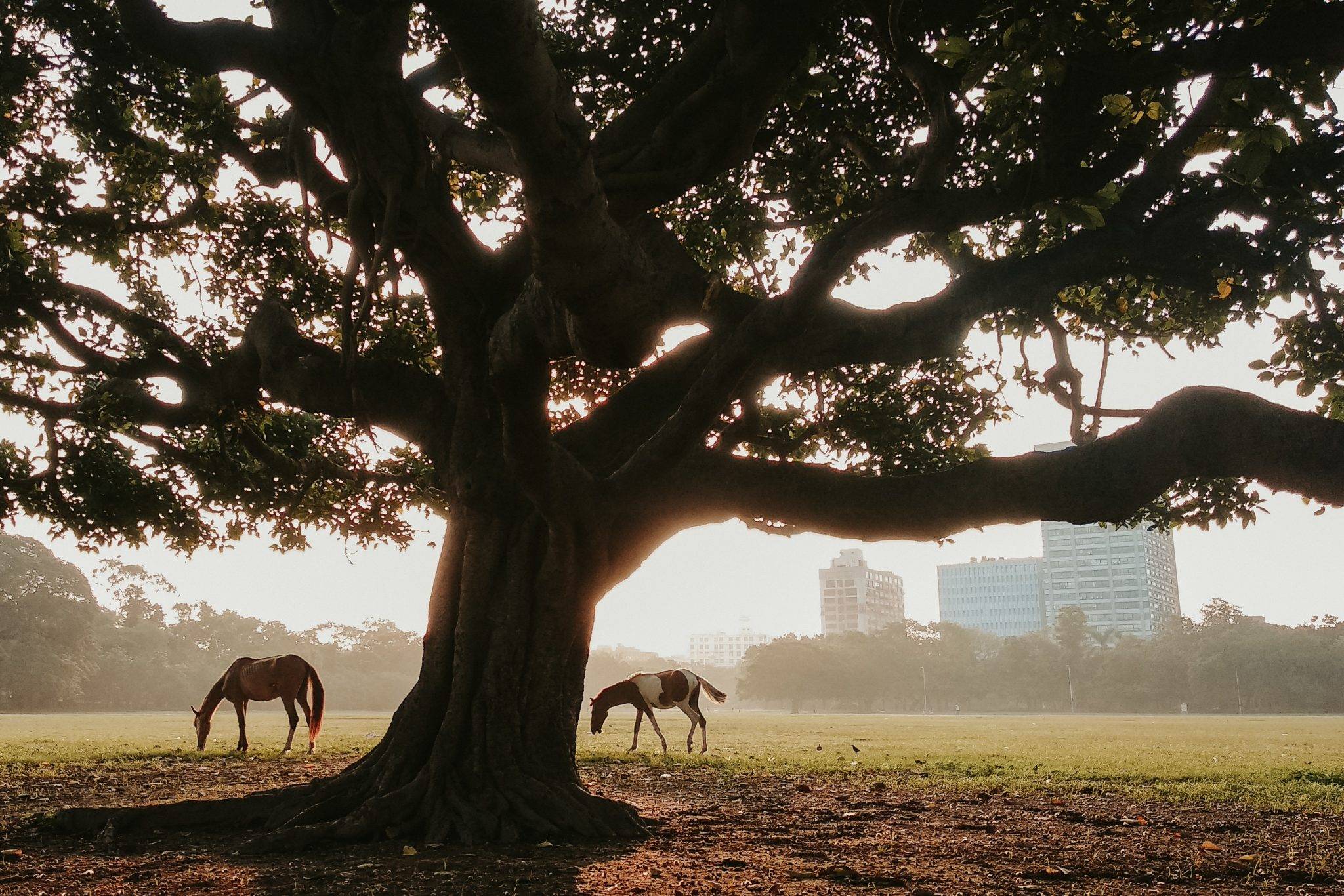 Neighbor's Horses Damaged My Trees: A Comprehensive Guide - Neighbor ...